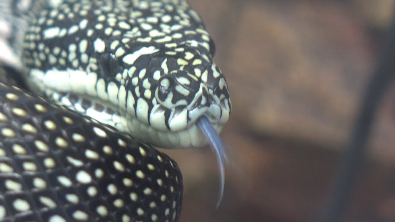 Astro the Diamond Python Eating a Rat... - YouTube