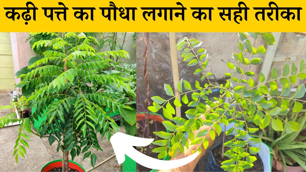 करी पत्ते का पेड़ कैसे लगाएं? | Kari Patta Kaise Ugaye | Curry Patta Ka ...