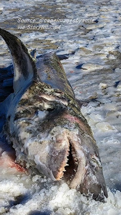 Frozen shark found on Cape Cod beach during arctic blast - YouTube