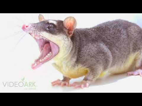 A gray four-eyed opossum (Philander opossum opossum) at the Moscow Zoo. - YouTube