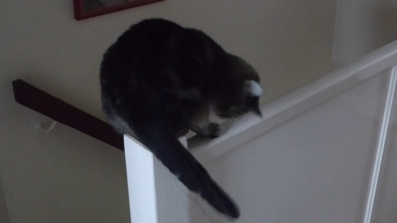 Cat chasing tail - YouTube