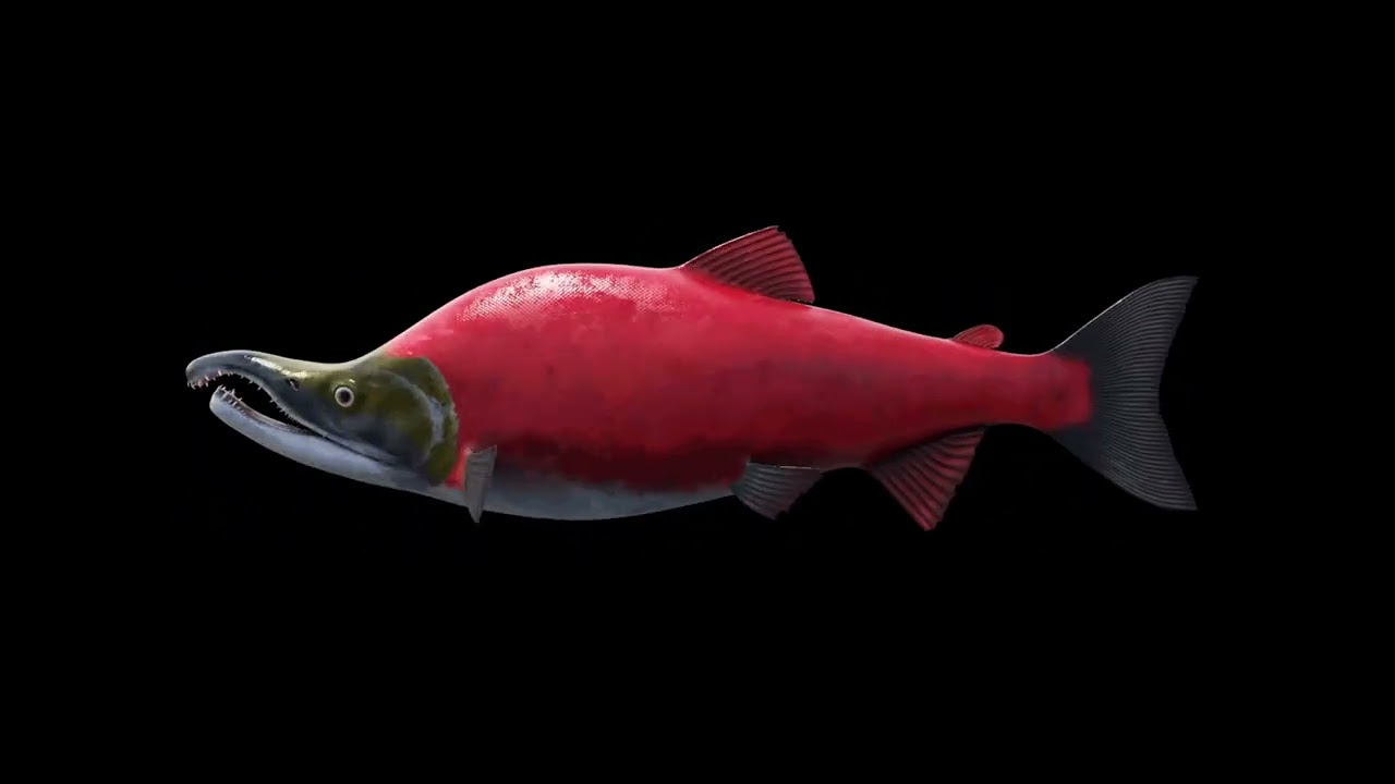 spinning salmon with ragtime music in the background for 30 minutes ...