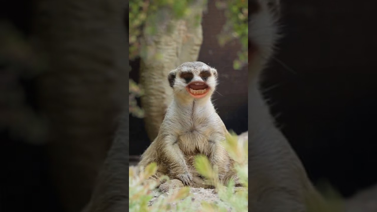Funny Meerkat Video - YouTube