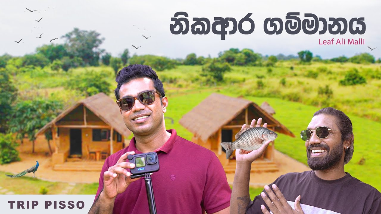කැලේ මැද තියෙන සුපිරි නවාතැන | Leaf 🌿 Ali Malli Thanamalwila ...