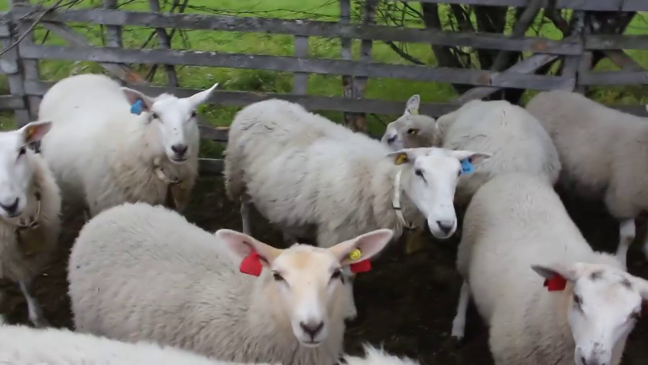 Kid Video Cute Animals Sheep For Kids Lovely Sheep For Children - YouTube