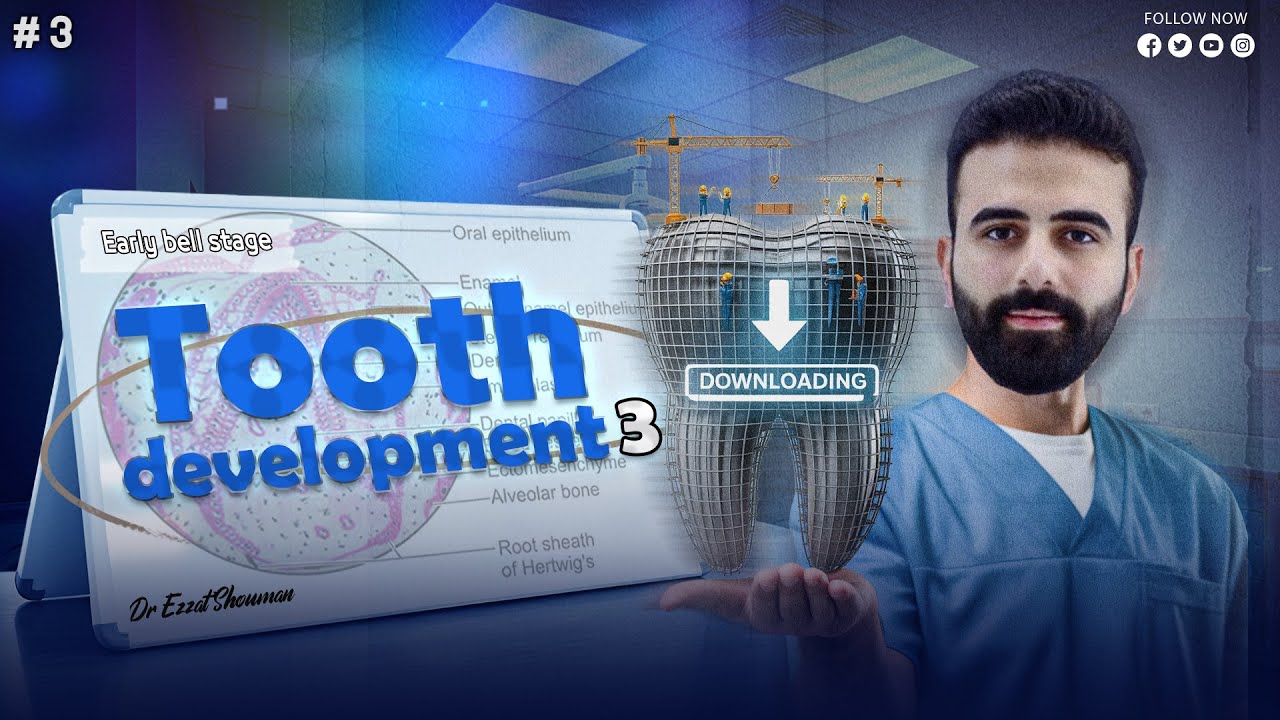 Tooth development 3 "Early bell stage " || Oral Histology - YouTube