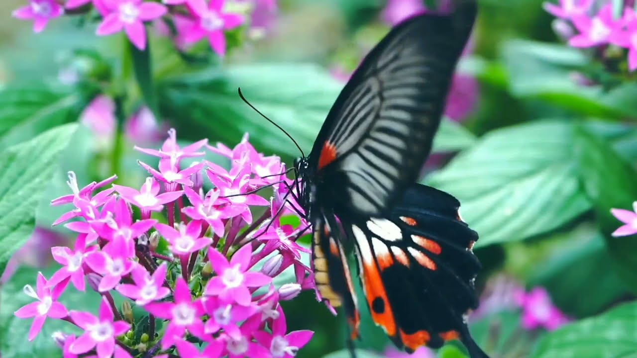 necher beauty | BEAUTIFUL NECHER VIDEO | RELAXING 4K VIDEO - YouTube