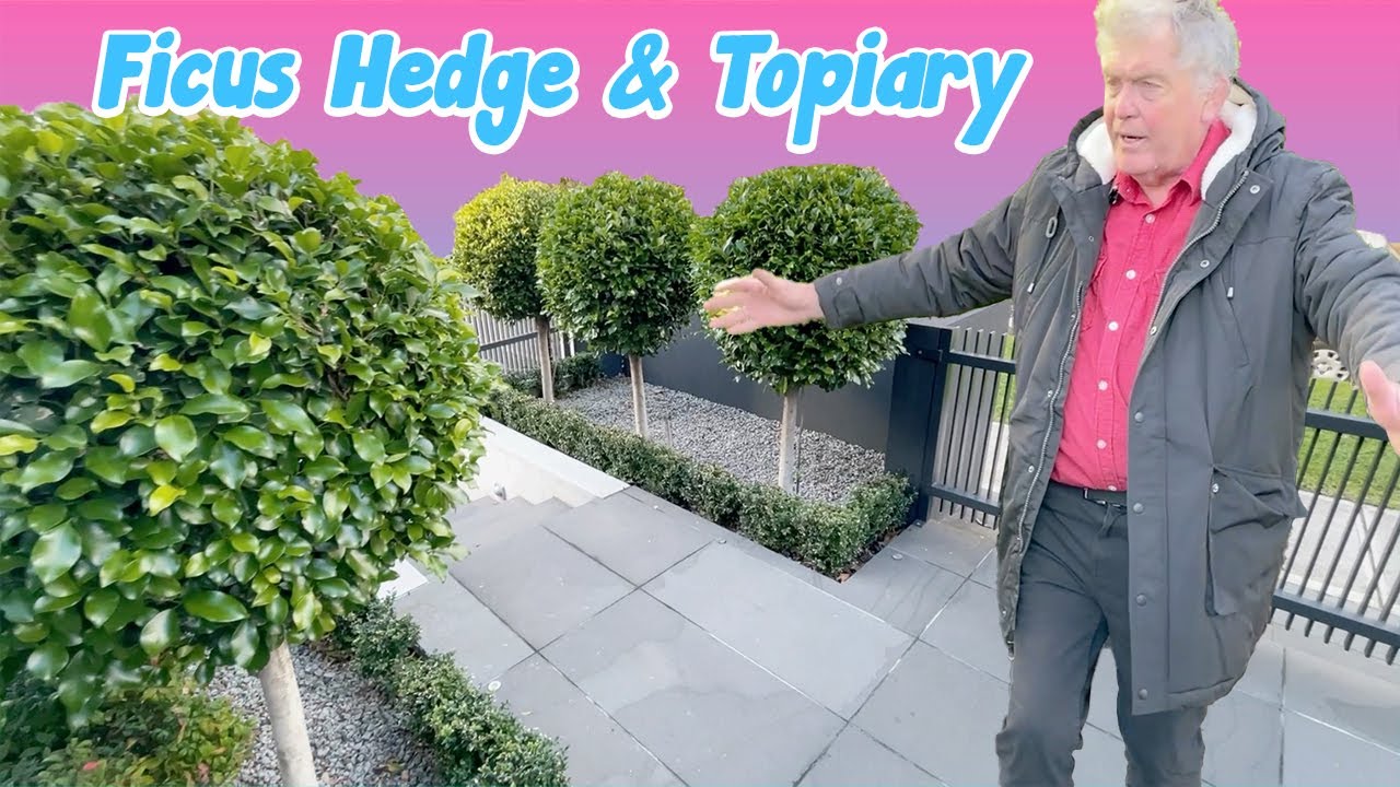 Ficus Hedge Ficus Hillii Flash: The Perfect Solution For A Green Hedge