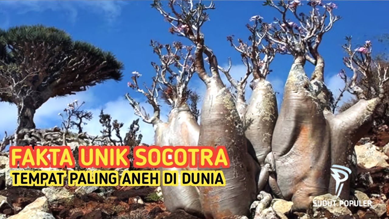 Inilah Fakta Unik Pulau Socotra, Yang Disebut Pulau Dajjal - YouTube