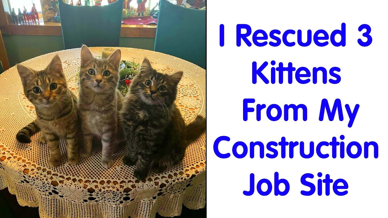 Most Wholesome Rescue Pet Photos Of The Month #8 - cute animal - YouTube