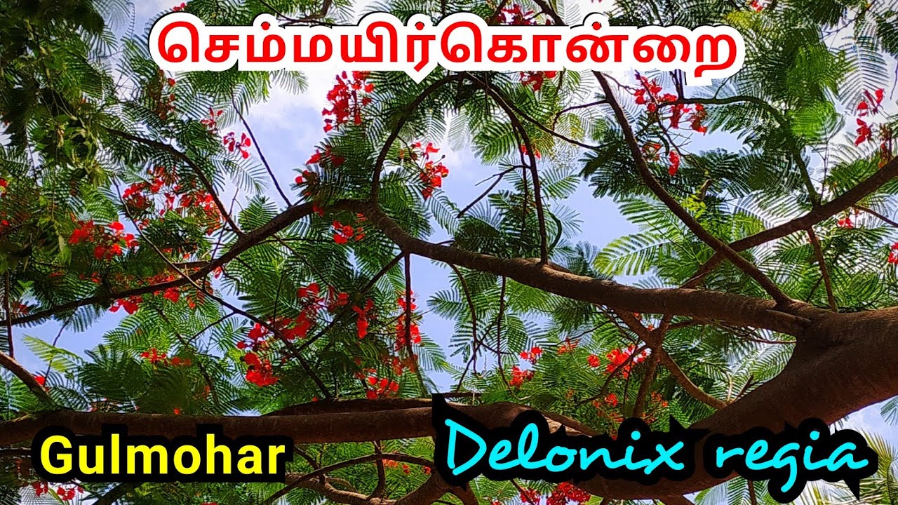 Gulmohar tree | Delonix regia | May flower tree | செம்மயிர்கொன்றை - YouTube
