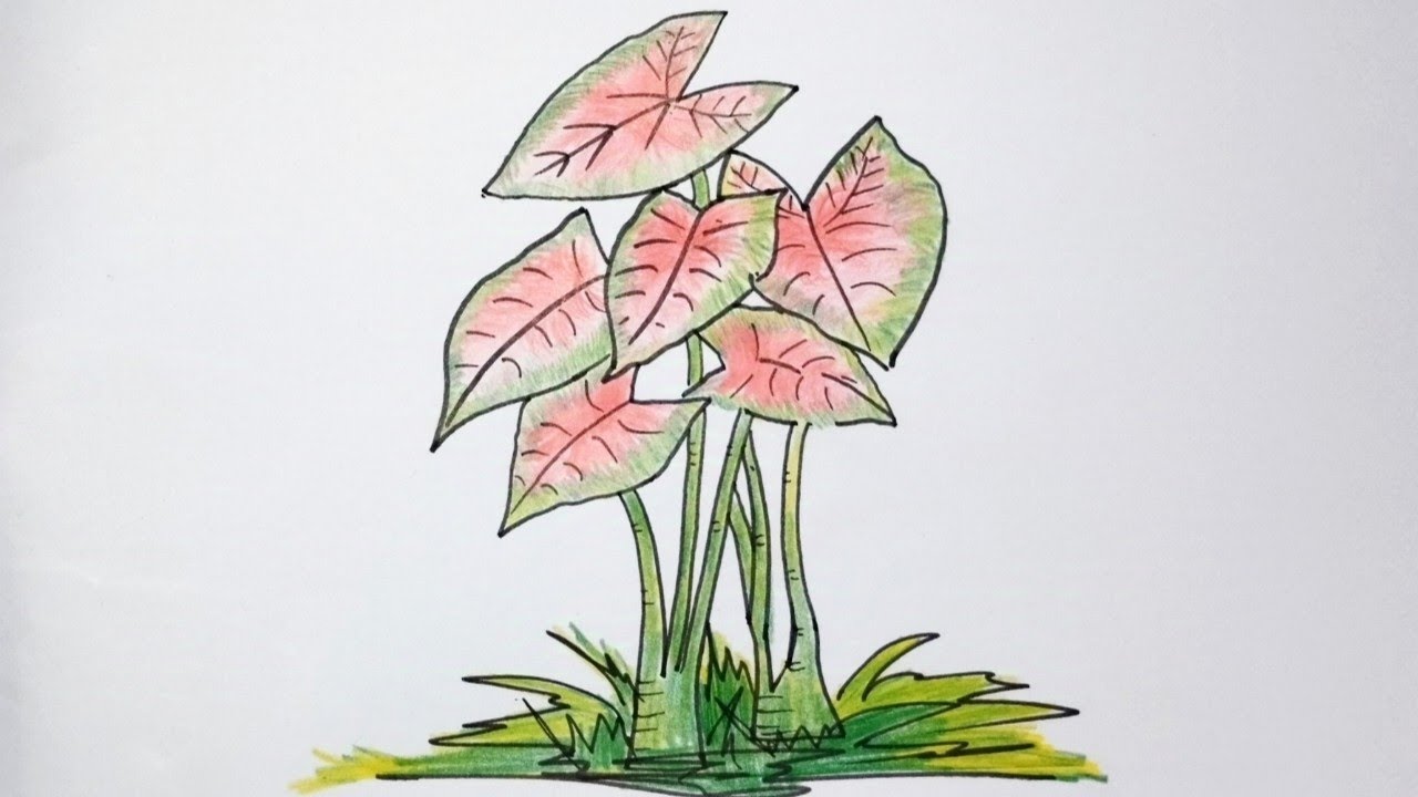 Easy Drawing A Taro Leaf (Kochu pata). - YouTube