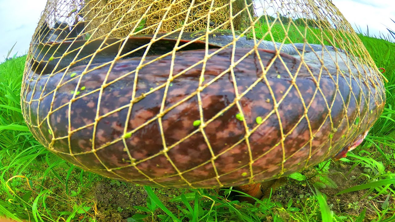 Best Net Fishing! Big Fish Hunting With Cast Net At Canal Near Rice ...