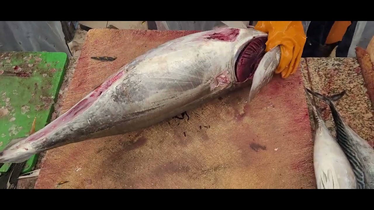 10KG/$100 Tuna Filleting by 5 Minute|| Fastest Tuna Filleting Skills ...
