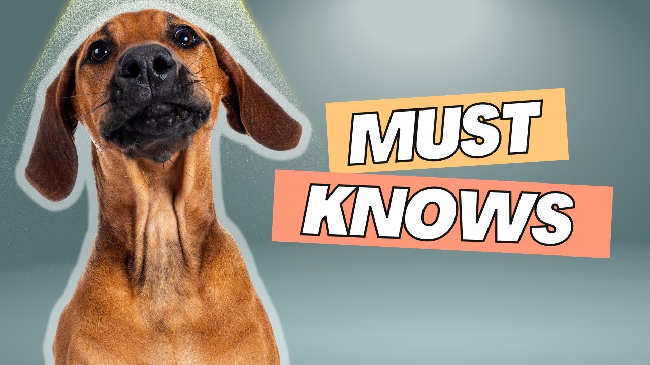 10 Unique Things About Dogs That will Change How You Care for Them ...