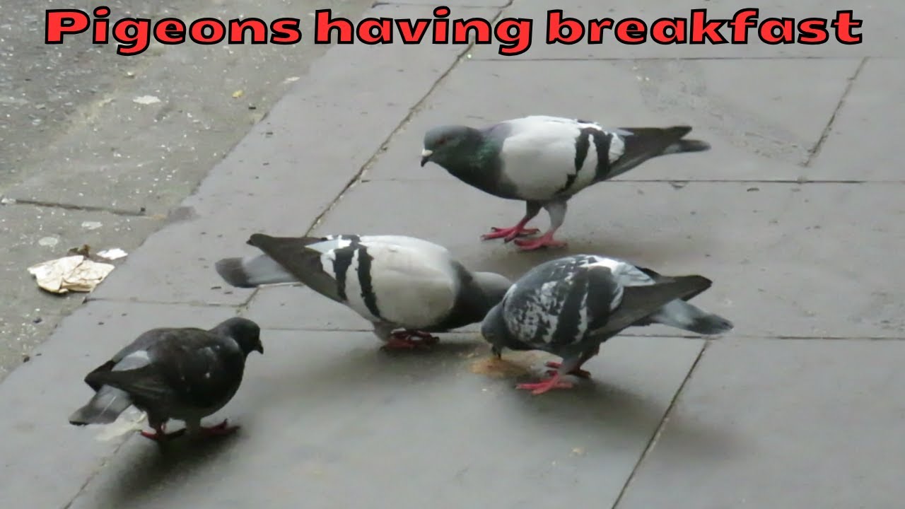 Pigeons eating something squashed and stuck to the ground - YouTube