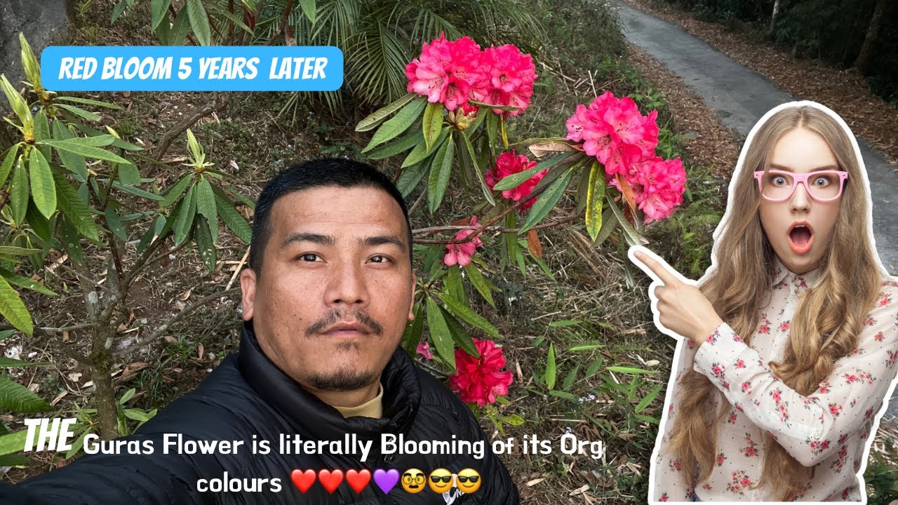 The LALI GURAS is finally Bloomed after 5 years awaited ! - YouTube