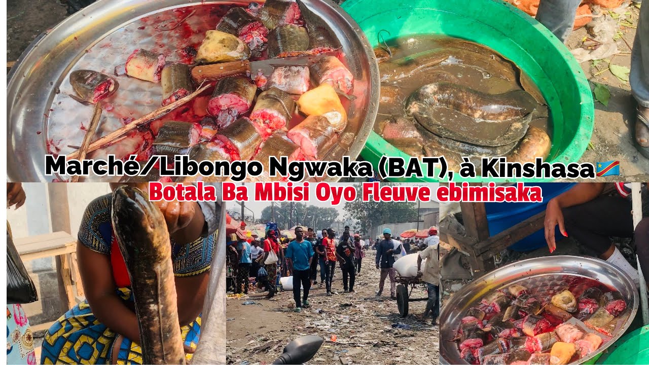 Le Plus grand poisson “Nzombo” au Marché Libongo Ngwaka - YouTube