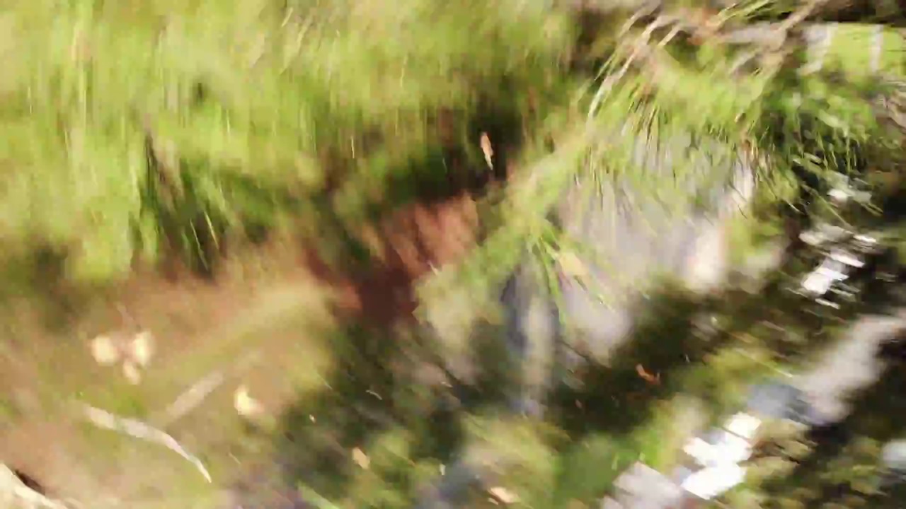 4K, Drone Crashes into Tree and Recovers without even hitting the ...