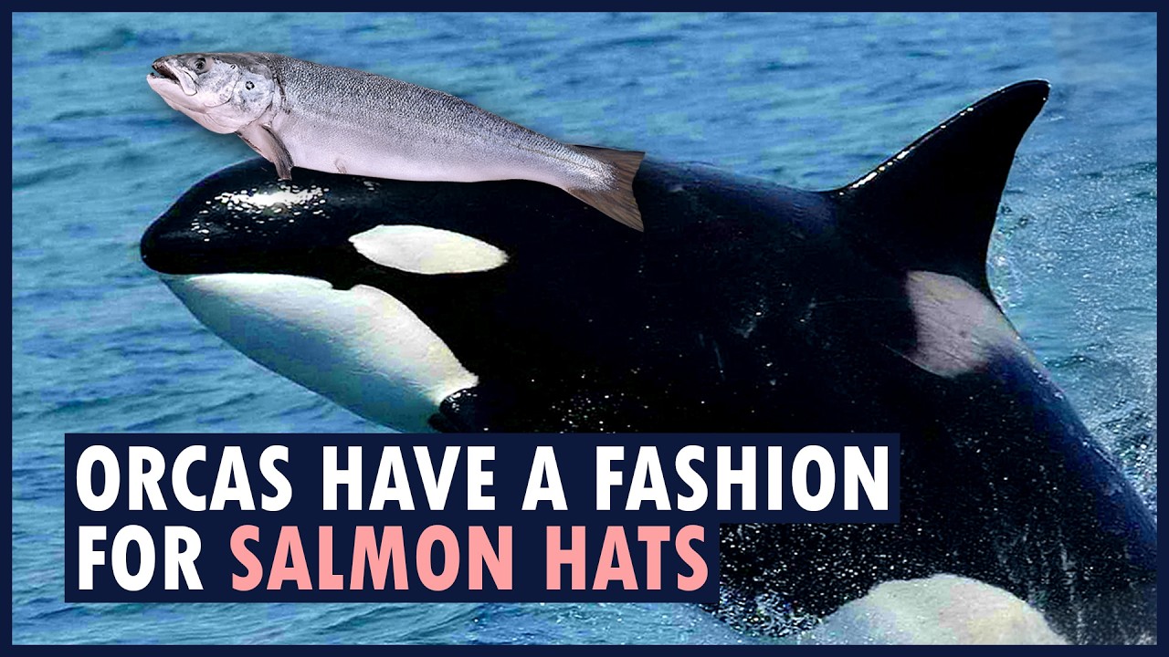 Why do wild orcas wear DEAD FISH as hats? | ANIMAL FADS - YouTube