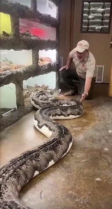 Giant PyThon bit me in the but🐍🐍🐍 - YouTube