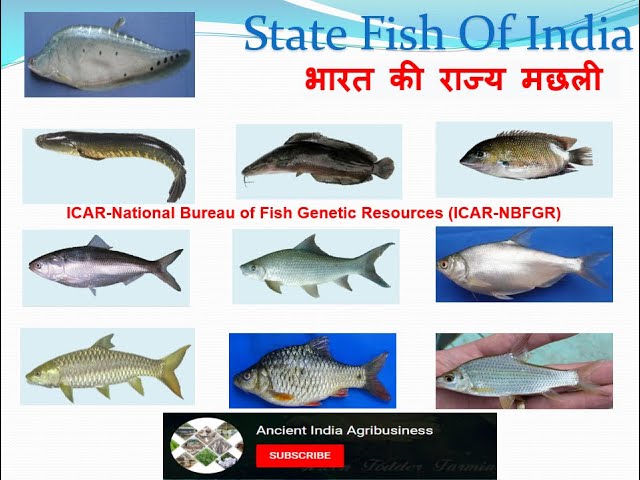 Indias National Fish Iconic Indian Fish On Verge Of Extinction: Study