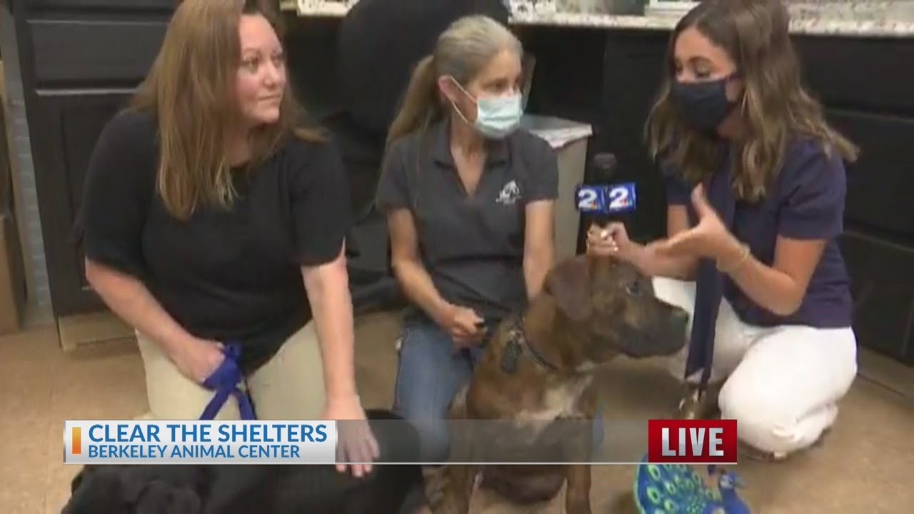 Clear the Shelters - Berkeley Animal Center - YouTube