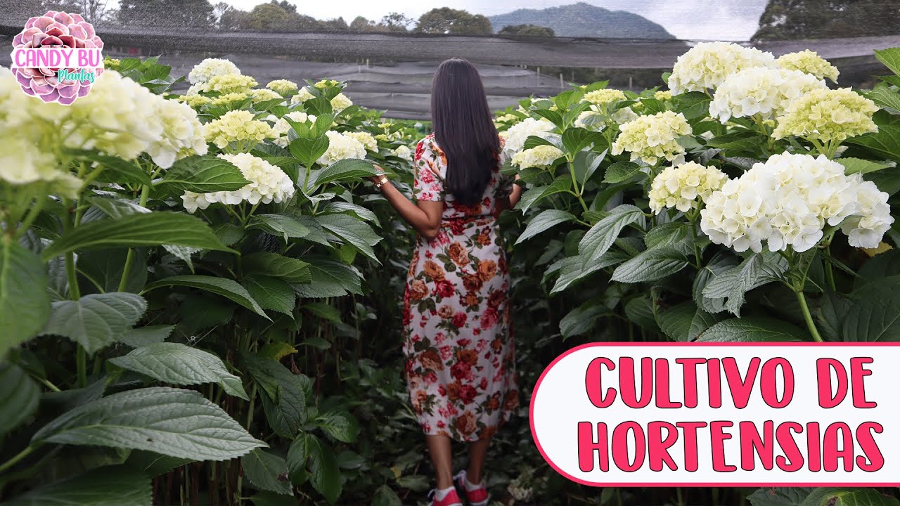 TOUR POR CULTIVO DE HORTENSIAS DE EXPORTACIÓN: Así se cuidan las ...