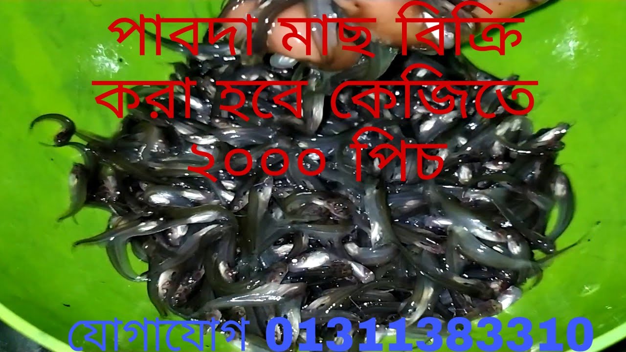 পাবদা মাছ চাষ পদ্ধতি।। Pabda fish farming in Bangladesh।। - YouTube