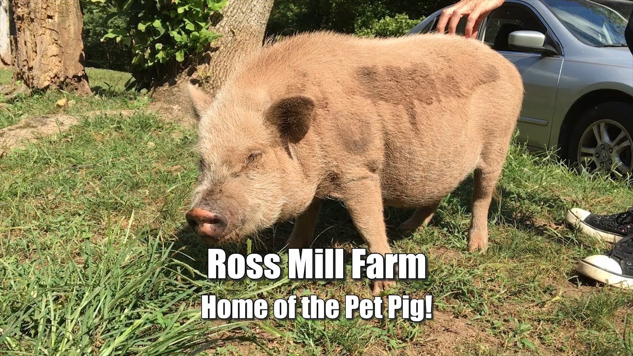 Ross Mill Farm - YouTube