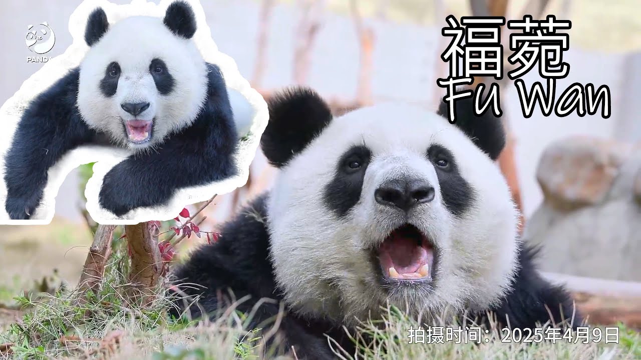 基地更新了福菀的最新视频，和小“福菀”一起享受春日美好时光吧~【Panda：♀福菀Fu Wan】成都大熊猫繁育研究基地#panda #大熊猫 ...