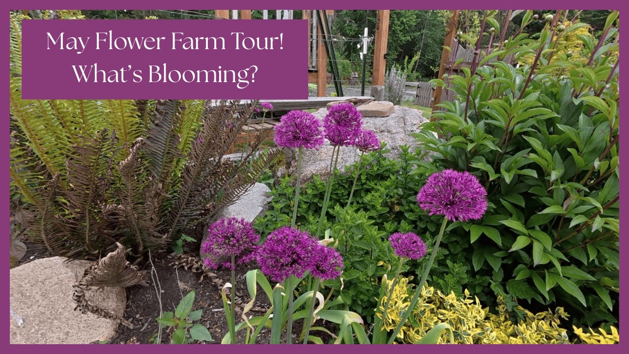 May Flower Farm & Garden Tour 🌿 What's Blooming This Month? - YouTube