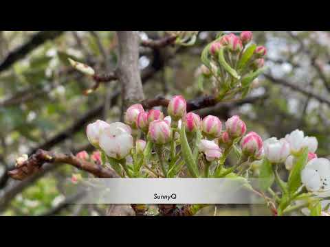 Relaxing Rain Sound In Blooming Garden 4K - Giúp Thư Giãn Giảm Stress #sunnyq