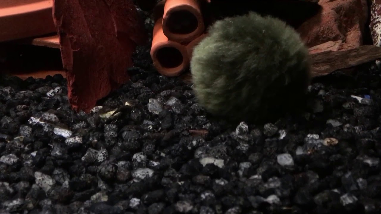 Bushynose Pleco Fry Feeding - YouTube