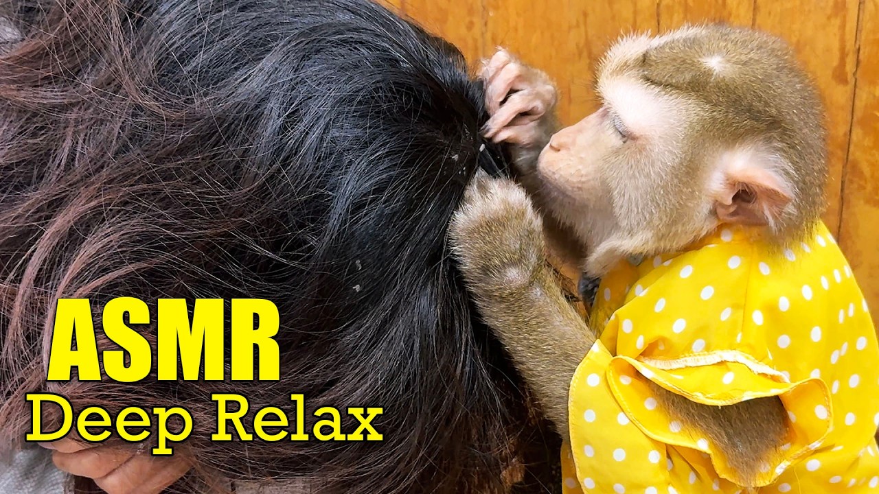 ASMR Deep Relax Monkey Grooming | Gentle Hair Picking for Deep Sleep ...