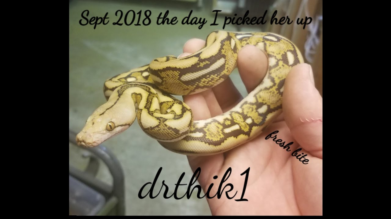 mocha tiger reticulated python - YouTube