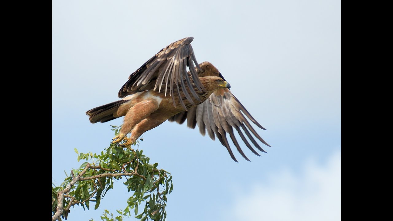 SOUND EFFECT (Vulture Screech) free download link!!! - YouTube