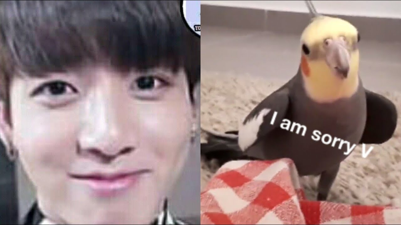 BTS Cute LMAO!1 BTS as birds - YouTube
