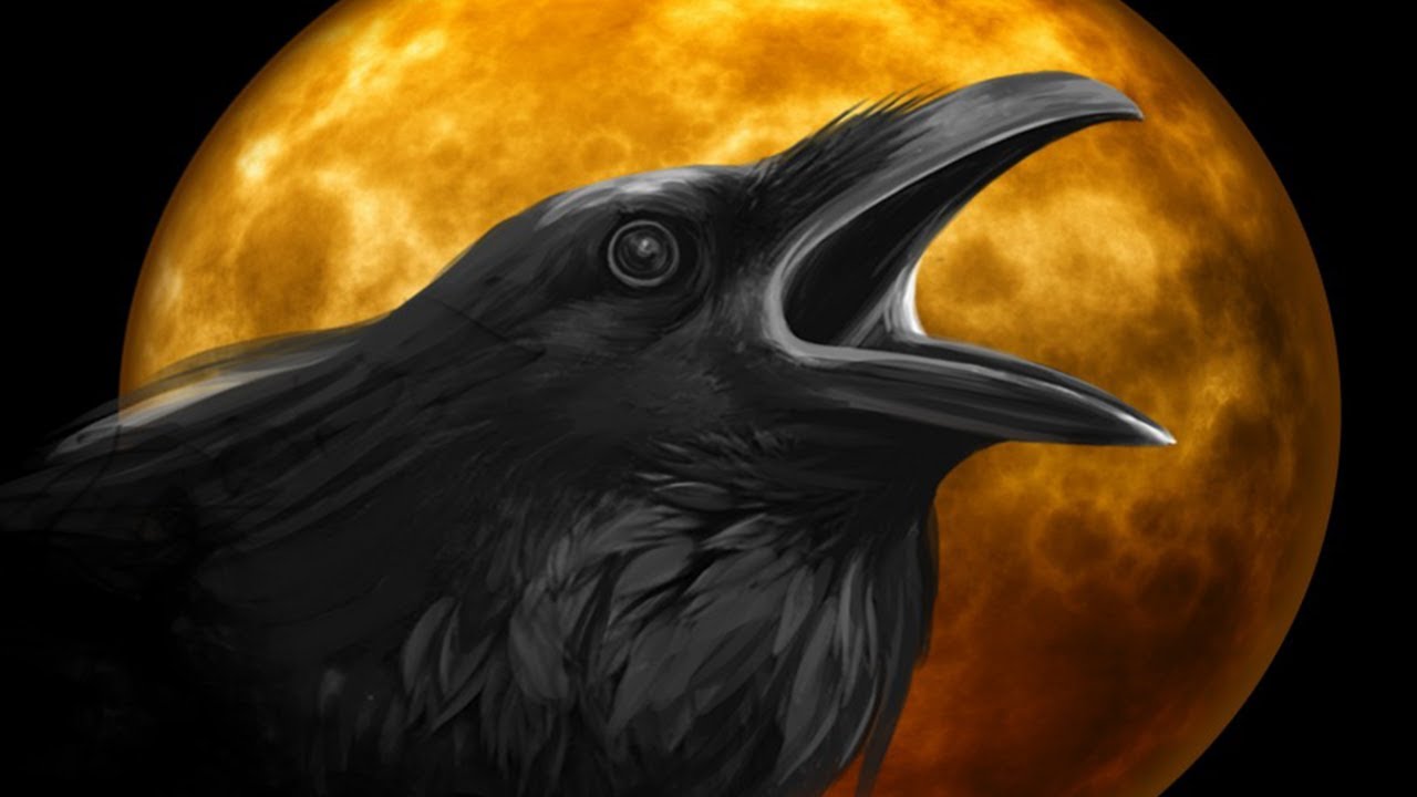 Los Cuervos Y Sus Caracteristicas - YouTube