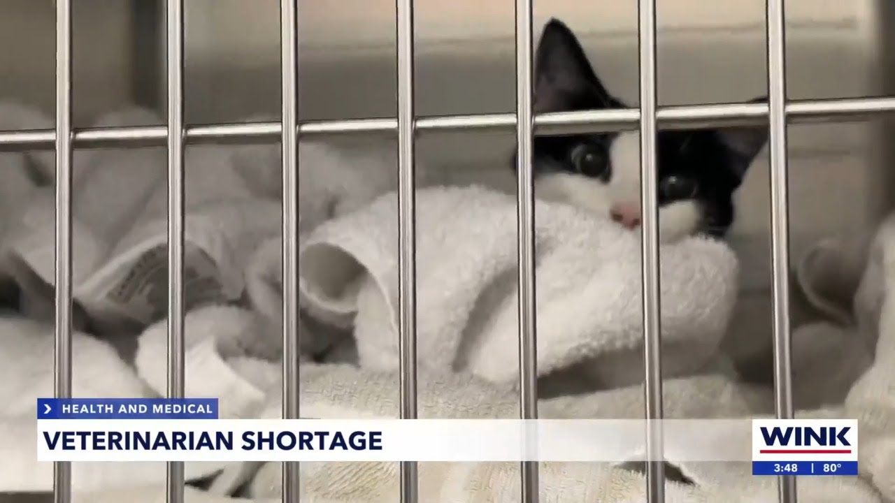 Veterinarian shortage affecting local shelters - YouTube