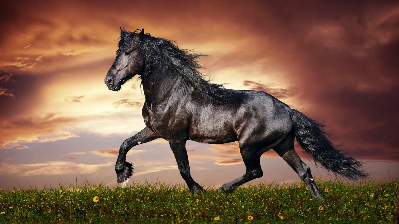 Bruce Springsteen Chasin Wild Horses Lyrics YouTube bruce-springsteen-chasin-wild-horses-lyrics-youtube