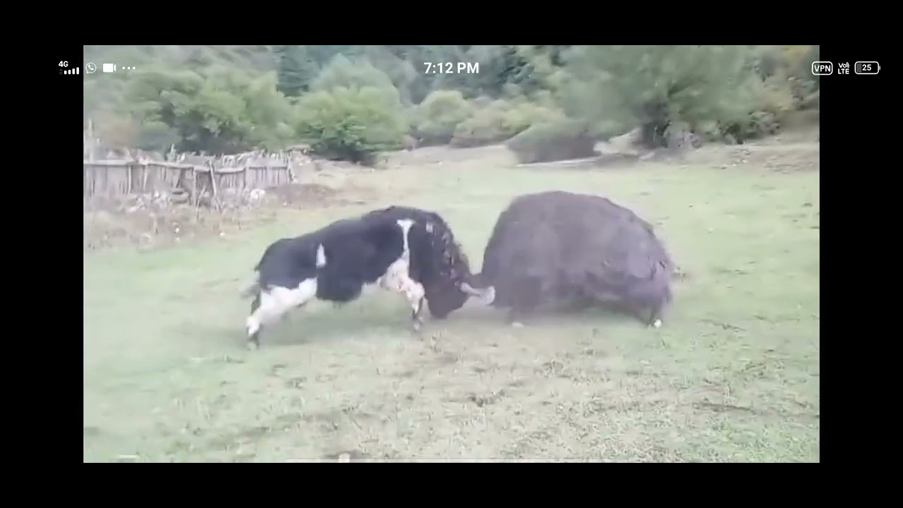 འབྲོང་གཡག་གི་མགོ་འཛིན།/wild yak fight #སེར་ཆེན་མེ་ཏོག #yakfight # ...