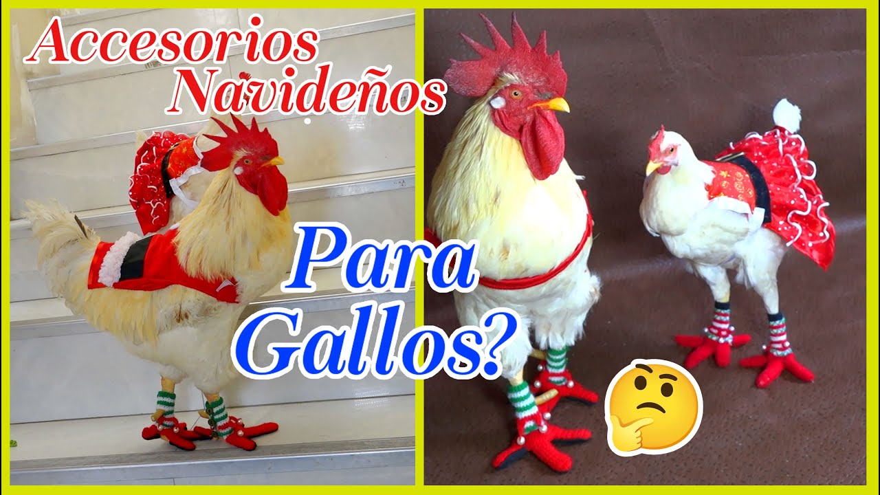 TE ENSEÑO A MODIFICAR ROPA PARA GALLO Y GALLINA MASCOTAS 🐓🐔 ...