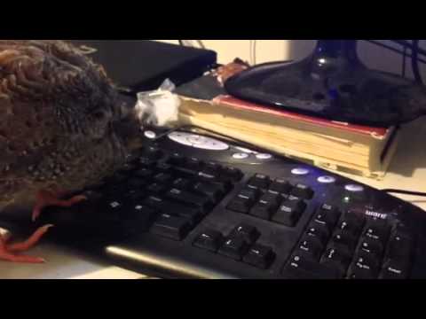 Bird typing - YouTube
