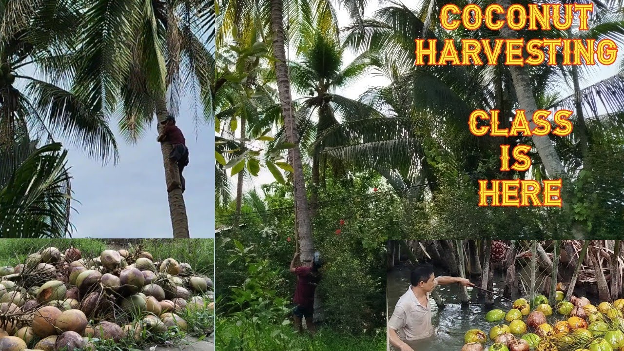 Skillful coconut harvesting techniques # rural life neco - YouTube