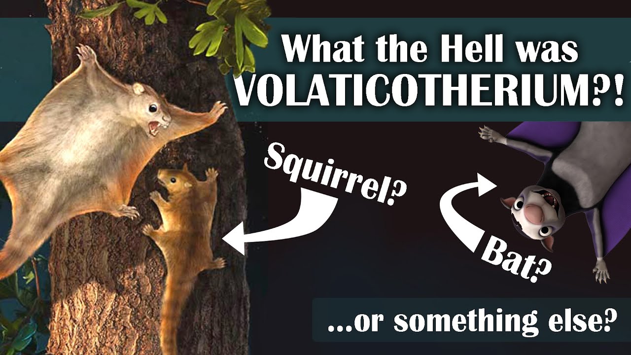 What the Hell was Volaticotherium?! - YouTube