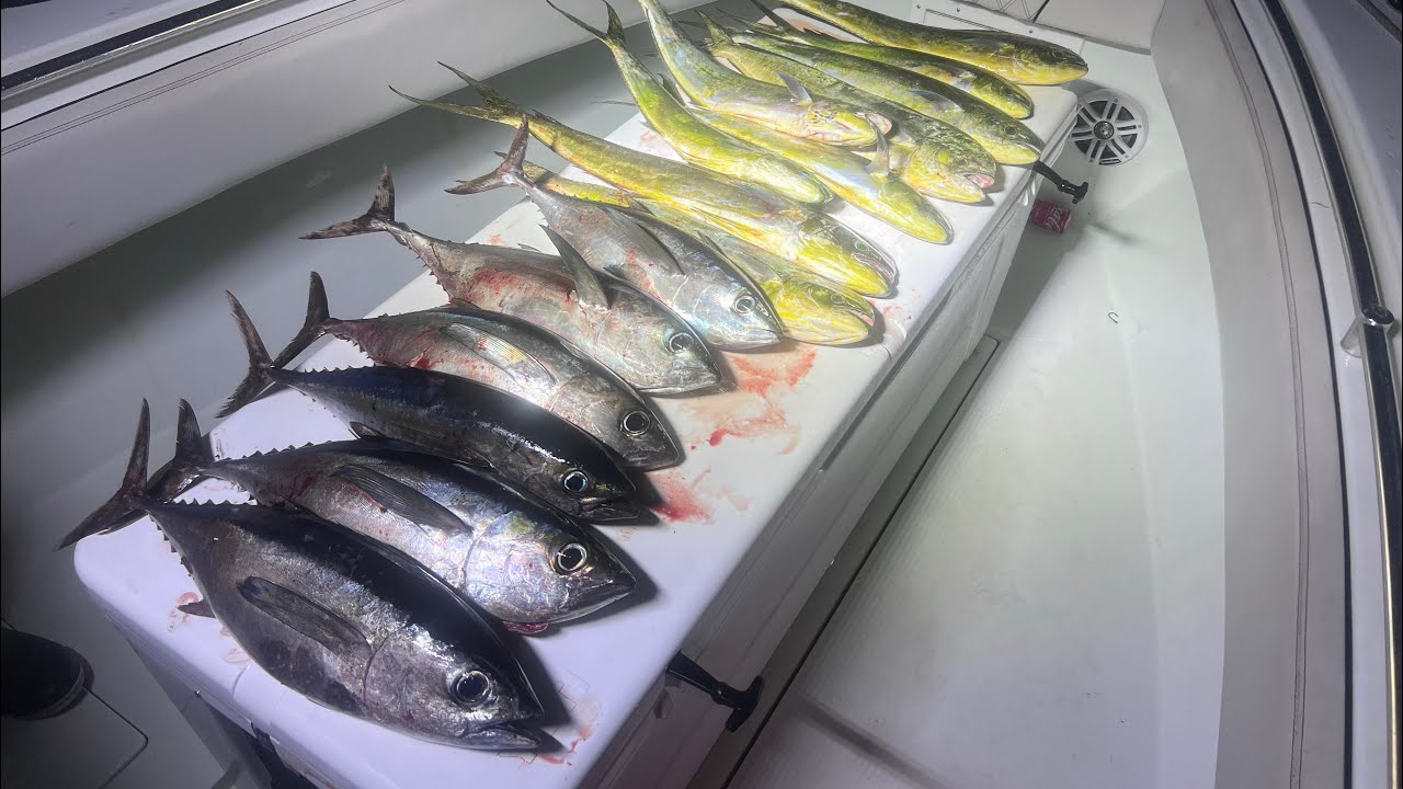 MIAMI BLACKFIN TUNA / LIVE BAIT CHUMMING Tutorial (CATCH & COOK ) - YouTube