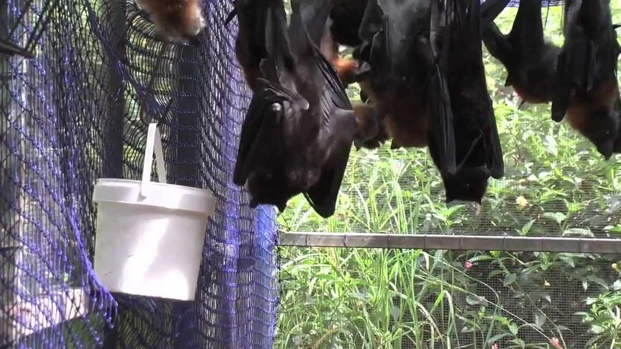 Bats - A Rescuers Production - YouTube