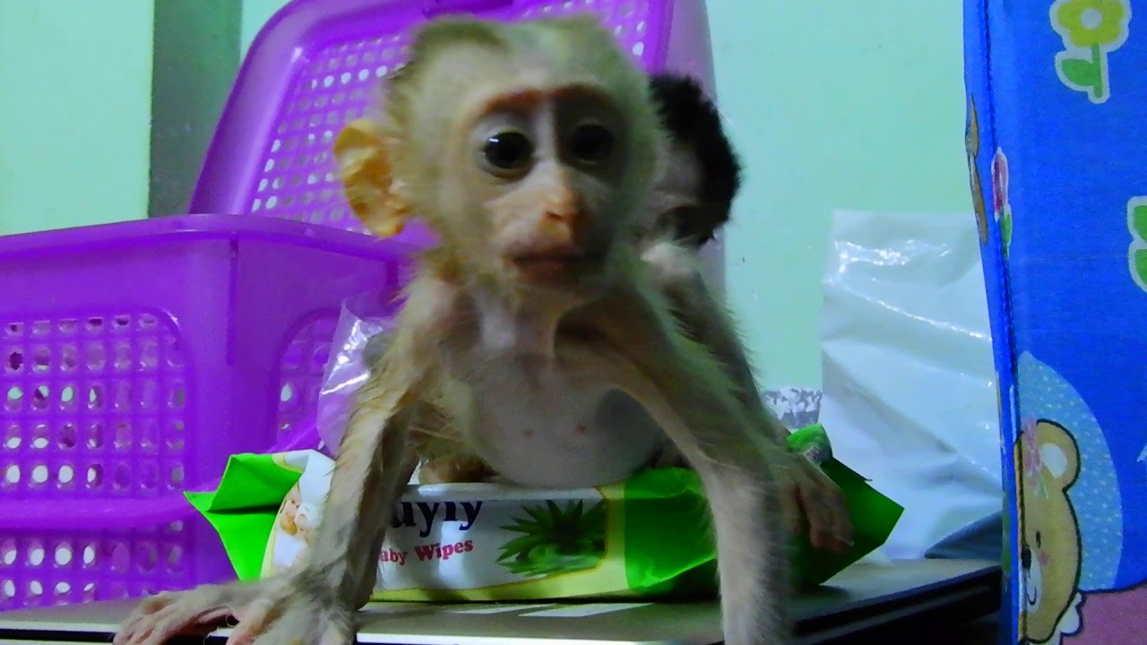 Lori baby monkey & Liza playing so happy. why liza do like this - YouTube