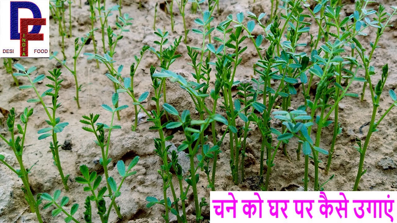 Chana Ugane ki Vidhi / Grow Chana at Home Easily / How To Grow Chana ...